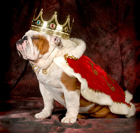 Periodontal Disease in Pets | Dr. Colleran